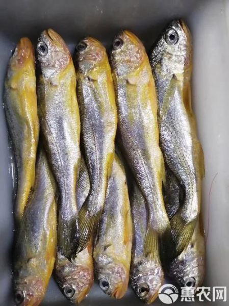 梅子鱼和小黄鱼有什么区别_哪个更好吃-第3张图片-山城妙识 梅子鱼和小黄鱼有什么区别_哪个更好吃-第3张图片-山城妙识