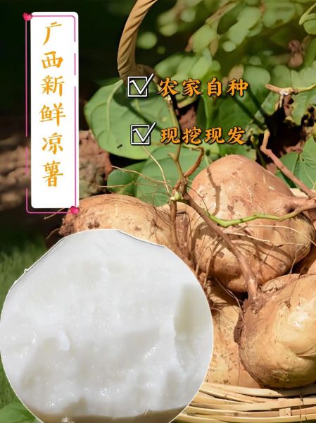 凉薯怎么保存_凉薯可以生吃吗-第3张图片-山城妙识 凉薯怎么保存_凉薯可以生吃吗-第3张图片-山城妙识