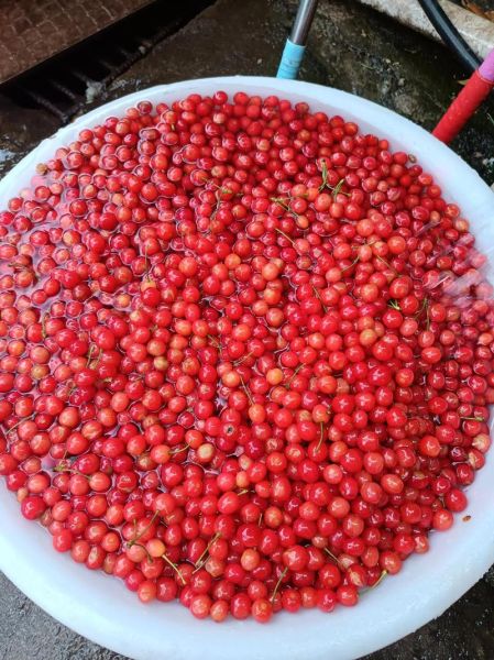 樱桃泡酒治痛风吗_痛风喝樱桃酒有用吗-第2张图片-山城妙识 樱桃泡酒治痛风吗_痛风喝樱桃酒有用吗-第2张图片-山城妙识