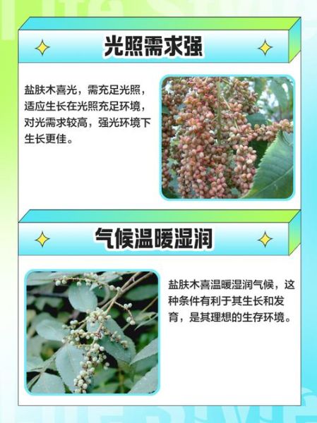 盐肤木的功效与作用_盐肤木怎么种植-第1张图片-山城妙识 盐肤木的功效与作用_盐肤木怎么种植-第1张图片-山城妙识