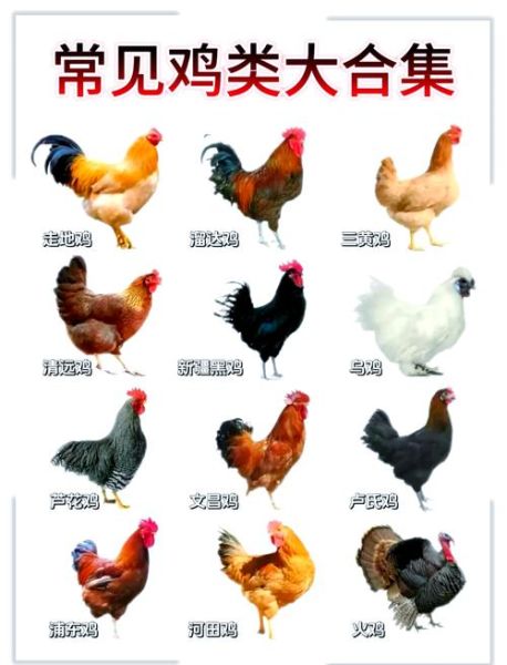 三黄鸡是什么鸡_三黄鸡是什么品种-第3张图片-山城妙识