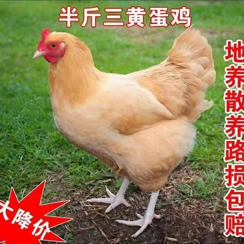 三黄鸡是什么鸡_三黄鸡是什么品种-第1张图片-山城妙识