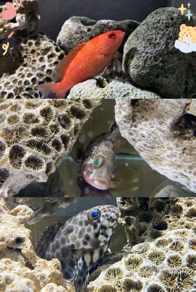 斑鱼多少钱一斤_斑鱼价格为什么差距大-第3张图片-山城妙识 斑鱼多少钱一斤_斑鱼价格为什么差距大-第3张图片-山城妙识