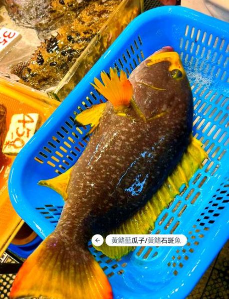 斑鱼多少钱一斤_斑鱼价格为什么差距大-第1张图片-山城妙识 斑鱼多少钱一斤_斑鱼价格为什么差距大-第1张图片-山城妙识