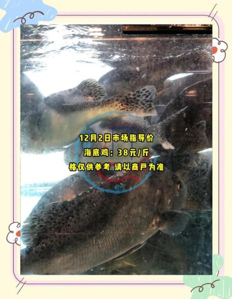 斑鱼多少钱一斤_斑鱼价格为什么差距大-第2张图片-山城妙识 斑鱼多少钱一斤_斑鱼价格为什么差距大-第2张图片-山城妙识