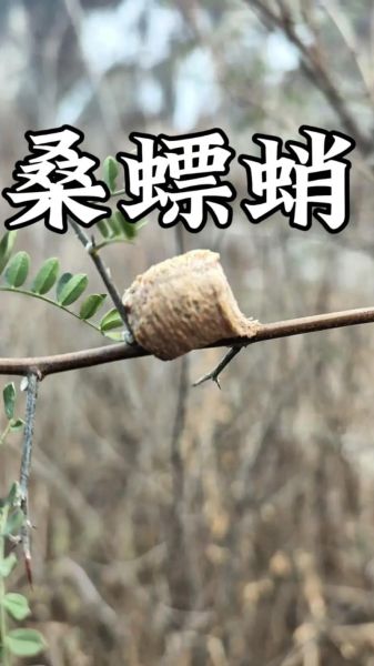 桑螵蛸图片大全_桑螵蛸长什么样-第1张图片-山城妙识