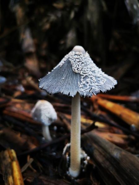 毛尖蘑是什么_毛尖蘑怎么做好吃-第3张图片-山城妙识