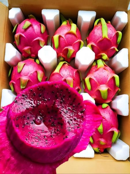 红心火龙果怎么吃_红心火龙果的正确吃法-第2张图片-山城妙识 红心火龙果怎么吃_红心火龙果的正确吃法-第2张图片-山城妙识