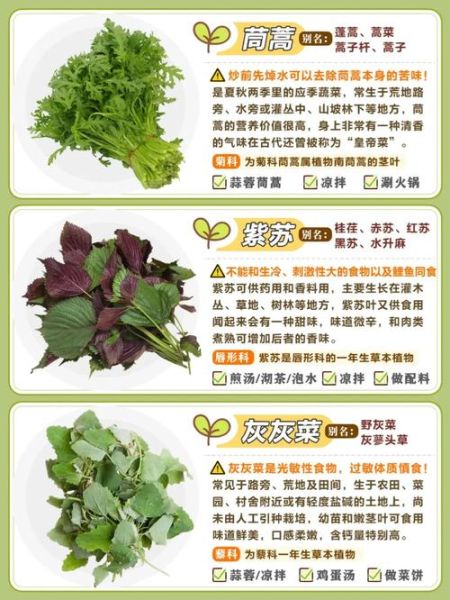 山野菜图片大全_如何辨别可食用品种-第2张图片-山城妙识 山野菜图片大全_如何辨别可食用品种-第2张图片-山城妙识