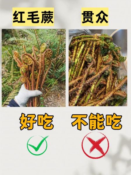 山野菜图片大全_如何辨别可食用品种-第3张图片-山城妙识 山野菜图片大全_如何辨别可食用品种-第3张图片-山城妙识