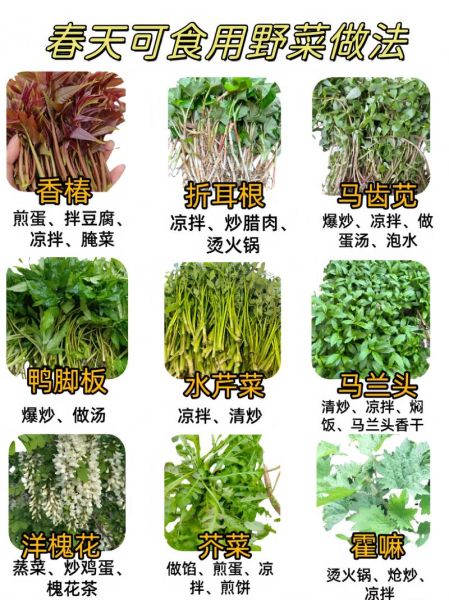 山野菜图片大全_如何辨别可食用品种-第1张图片-山城妙识 山野菜图片大全_如何辨别可食用品种-第1张图片-山城妙识
