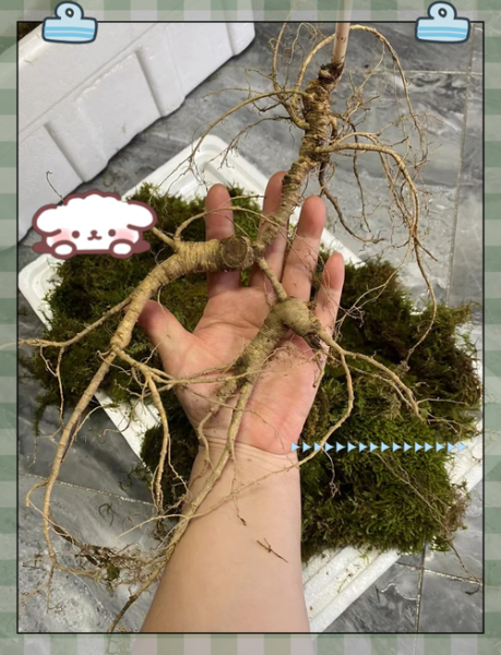 野山参图片真假辨别_野山参价格多少钱一克-第3张图片-山城妙识 野山参图片真假辨别_野山参价格多少钱一克-第3张图片-山城妙识