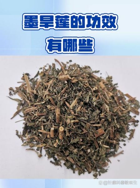 墨旱莲的功效与作用_墨旱莲能治疗脱发吗-第2张图片-山城妙识 墨旱莲的功效与作用_墨旱莲能治疗脱发吗-第2张图片-山城妙识