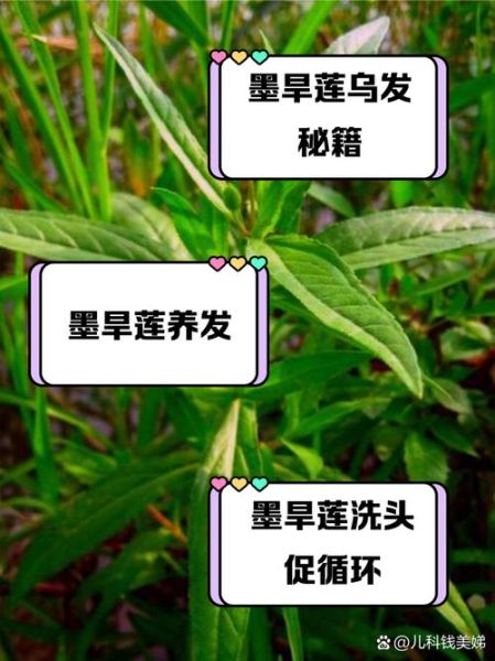 墨旱莲的功效与作用_墨旱莲能治疗脱发吗-第1张图片-山城妙识 墨旱莲的功效与作用_墨旱莲能治疗脱发吗-第1张图片-山城妙识