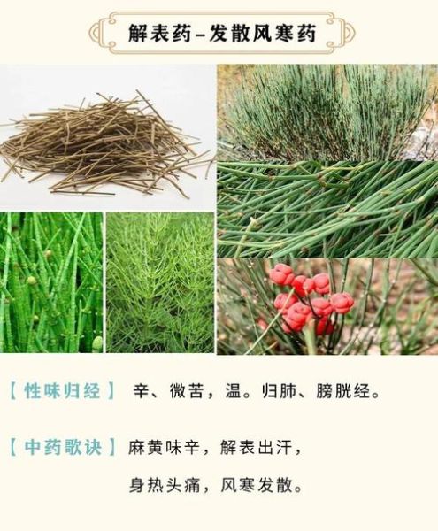 蜜麻黄的功效与作用_蜜麻黄与麻黄的区别-第2张图片-山城妙识