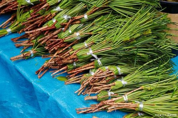 蜜麻黄的功效与作用_蜜麻黄与麻黄的区别-第3张图片-山城妙识