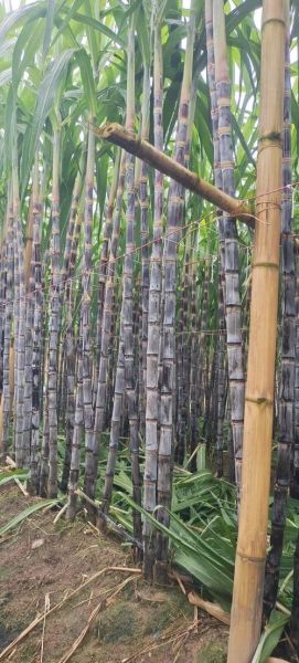 广西甘蔗图片大全大图_广西甘蔗高清图片怎么拍-第2张图片-山城妙识 广西甘蔗图片大全大图_广西甘蔗高清图片怎么拍-第2张图片-山城妙识