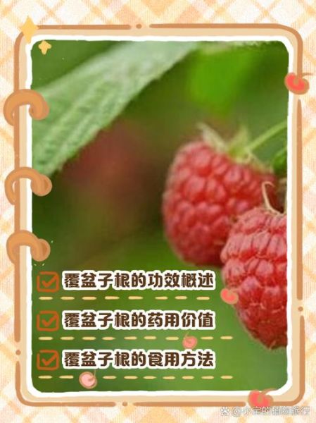 野生覆盆子有什么功效_野生覆盆子怎么吃最好-第3张图片-山城妙识 野生覆盆子有什么功效_野生覆盆子怎么吃最好-第3张图片-山城妙识