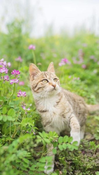 猫咪图片怎么拍好看_猫咪图片拍摄技巧-第1张图片-山城妙识