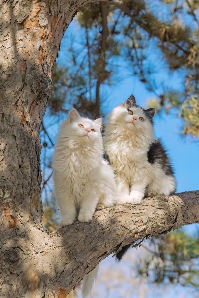 猫咪图片怎么拍好看_猫咪图片拍摄技巧-第3张图片-山城妙识