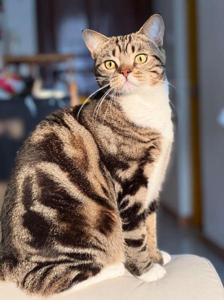 猫咪图片怎么拍好看_猫咪图片拍摄技巧-第2张图片-山城妙识