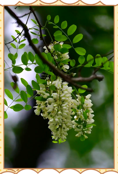 洋槐花和槐花的区别_洋槐花能吃吗-第1张图片-山城妙识 洋槐花和槐花的区别_洋槐花能吃吗-第1张图片-山城妙识