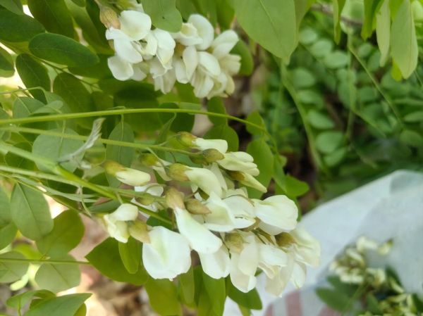 洋槐花和槐花的区别_洋槐花能吃吗-第2张图片-山城妙识 洋槐花和槐花的区别_洋槐花能吃吗-第2张图片-山城妙识