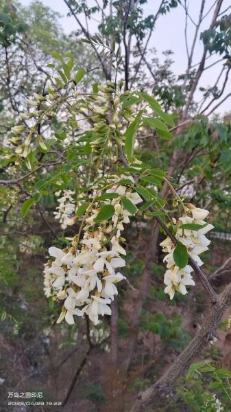 洋槐花和槐花的区别_洋槐花能吃吗-第3张图片-山城妙识 洋槐花和槐花的区别_洋槐花能吃吗-第3张图片-山城妙识