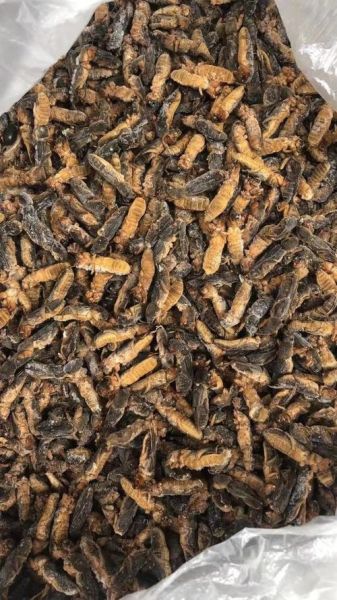 蝼蛄多少钱一斤_蝼蛄价格行情-第1张图片-山城妙识 蝼蛄多少钱一斤_蝼蛄价格行情-第1张图片-山城妙识