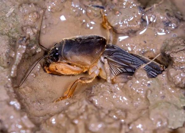 蝼蛄多少钱一斤_蝼蛄价格行情-第2张图片-山城妙识 蝼蛄多少钱一斤_蝼蛄价格行情-第2张图片-山城妙识