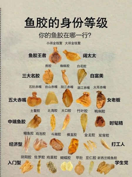 花胶种类排名_花胶哪种最好-第3张图片-山城妙识 花胶种类排名_花胶哪种最好-第3张图片-山城妙识