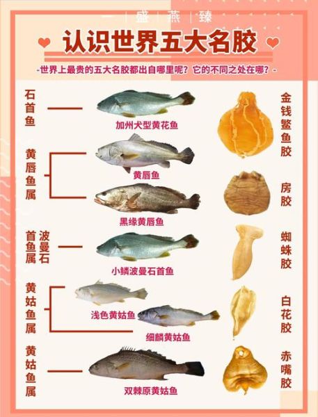 花胶种类排名_花胶哪种最好-第1张图片-山城妙识 花胶种类排名_花胶哪种最好-第1张图片-山城妙识