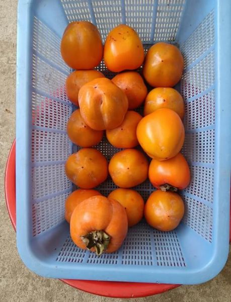 柿子醋怎么做_自制柿子醋的正确步骤-第2张图片-山城妙识