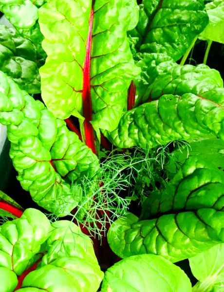 莙荙菜是什么菜_莙荙菜怎么吃-第1张图片-山城妙识