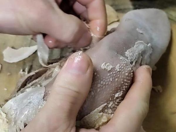 牛舌怎么处理_牛舌怎么去除腥味-第1张图片-山城妙识