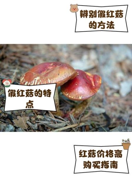 红菇怎么辨别真假_红菇真假鉴别方法-第2张图片-山城妙识