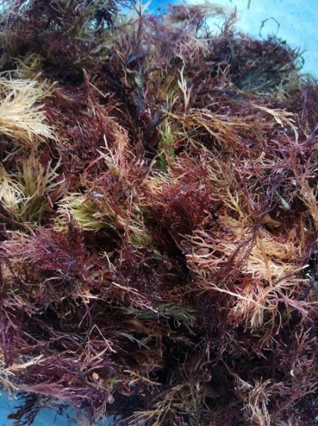 石花菜对人体的危害_石花菜吃多了会怎样-第2张图片-山城妙识