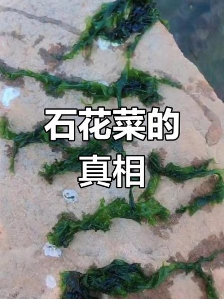 石花菜对人体的危害_石花菜吃多了会怎样-第3张图片-山城妙识