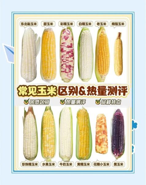 玉米热量高不高_减肥能吃玉米吗-第1张图片-山城妙识