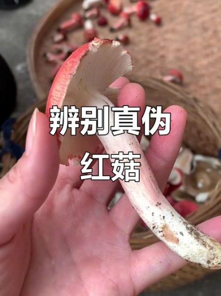 红菇怎么辨别真假_红菇真假鉴别方法-第3张图片-山城妙识