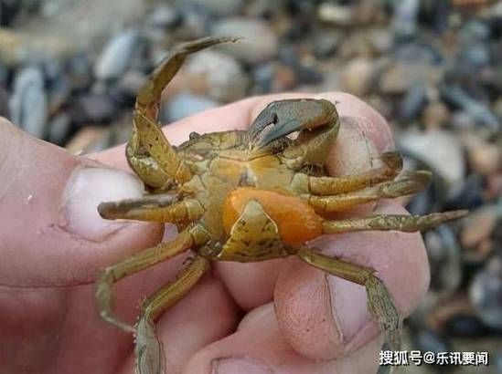 蟹奴是什么_蟹奴寄生螃蟹全过程-第2张图片-山城妙识