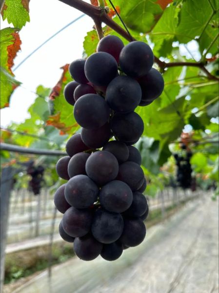 巨峰葡萄多少钱一斤_巨峰葡萄价格行情-第2张图片-山城妙识