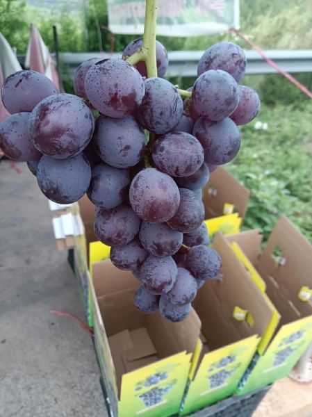 巨峰葡萄多少钱一斤_巨峰葡萄价格行情-第3张图片-山城妙识
