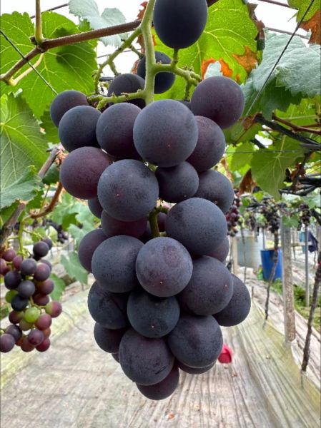 巨峰葡萄多少钱一斤_巨峰葡萄价格行情-第1张图片-山城妙识
