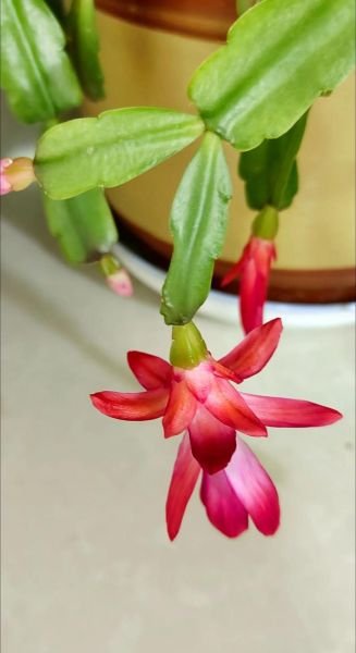 毛蟹爪兰什么时候开花_花期持续多久-第1张图片-山城妙识