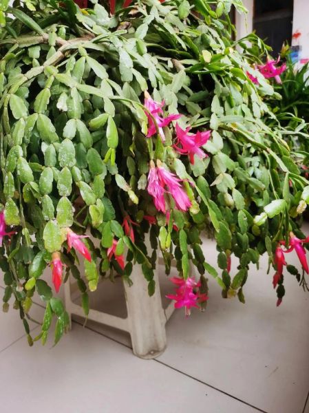 毛蟹爪兰什么时候开花_花期持续多久-第2张图片-山城妙识