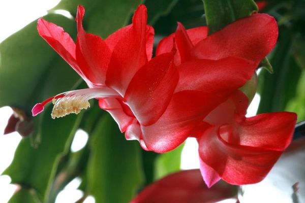 毛蟹爪兰什么时候开花_花期持续多久-第3张图片-山城妙识