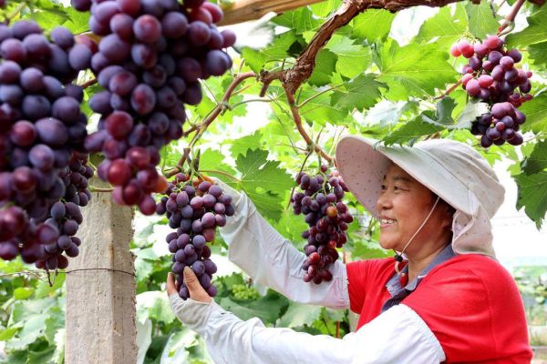 葡萄图片大全大图_如何挑选高清葡萄壁纸-第2张图片-山城妙识