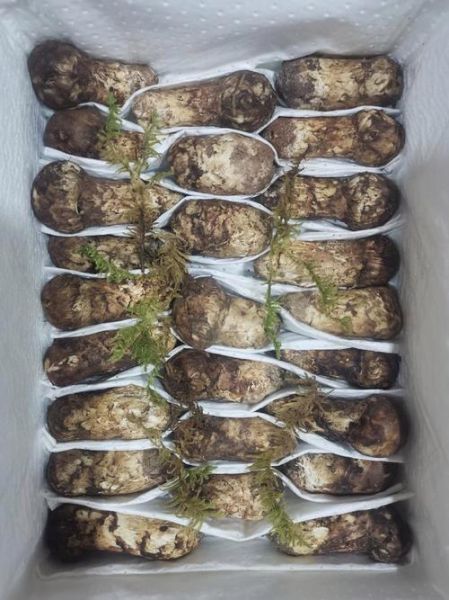 松茸多少钱一斤2021_2021年松茸价格走势-第3张图片-山城妙识