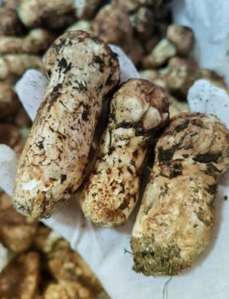 松茸多少钱一斤2021_2021年松茸价格走势-第1张图片-山城妙识